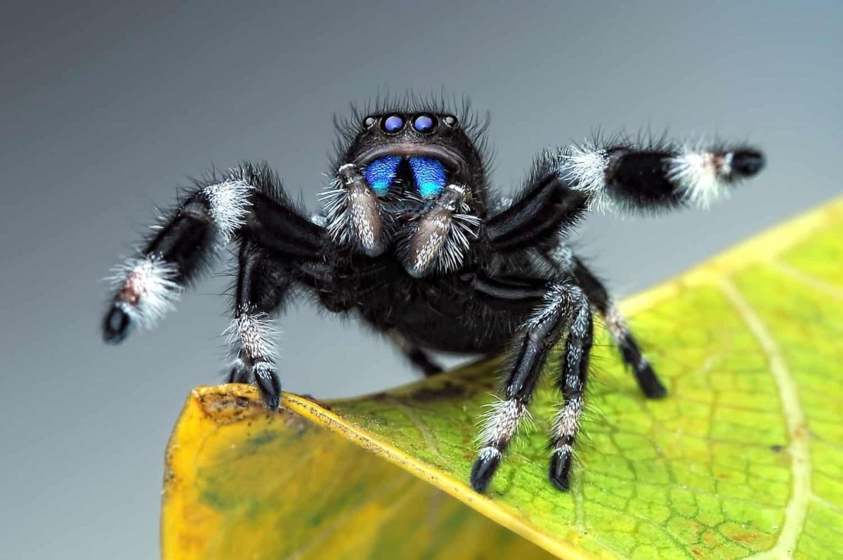 The Distortion of Spider Perception Through Misinformation | DISA